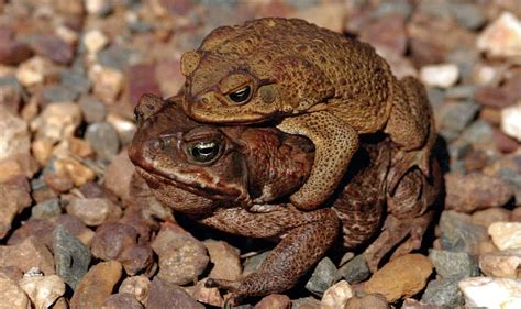 Identifying A Cane Toad Pestsmart