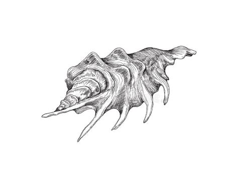 Exotic Tropical Seashell Hand Drawn Engraving Vector Illustration