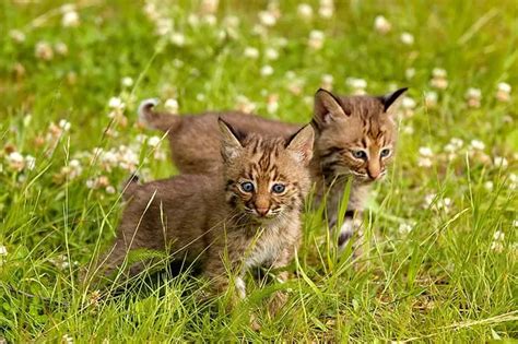 Interesting Facts About Bobcats The Facts Vault