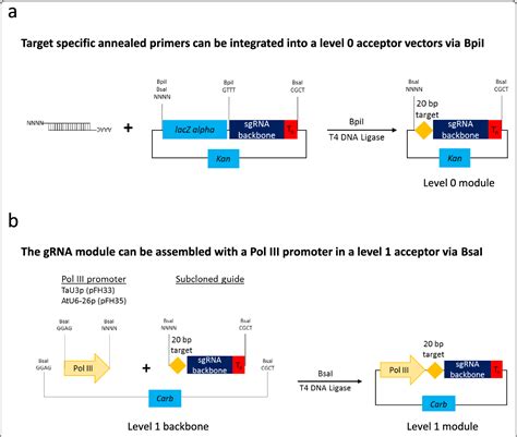 Figure 1 From A Modular Cloning Toolkit For Genome Editing In Plants Figure 1 From A Modular Cloning Toolkit For Genome Editing In Plants