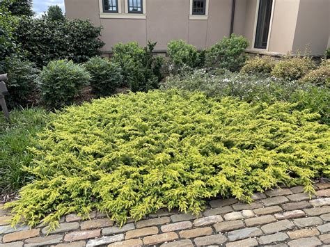 All Gold Shore Juniper Conifer Kingdom