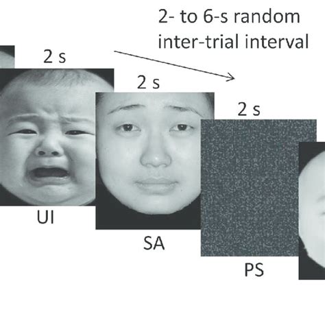 Examples Of Face Images And Probe Stimuli Presented During The Fmri