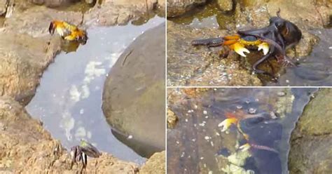 Watch Terrifying Moment Octopus Jumps From The Water To Snare An Unwitting Crab And Drag It To