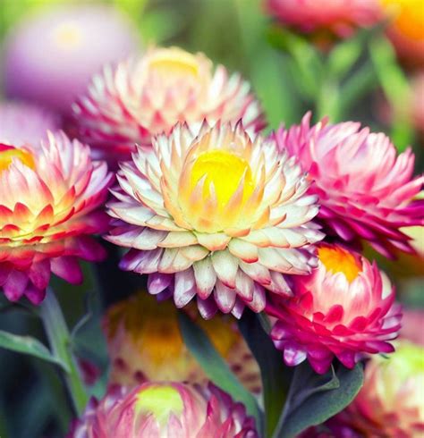 Helichrysum Bracteatum Strawflower Dwarf Mixed Myseedsco