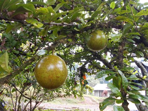 Tecomate Plantas Medicinales De Guatemala INaturalist