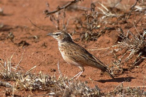 Alouette Abyssinienne — Wikipédia