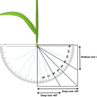 2 D Correlation Diagram Among Seminal Root Angle Traits RA SRR30 Download Scientific