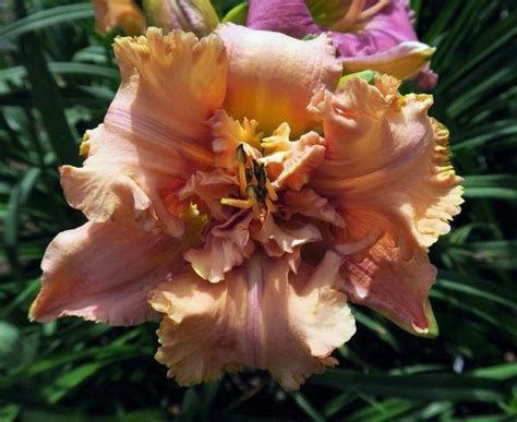 Store 2 — Ct Daylily