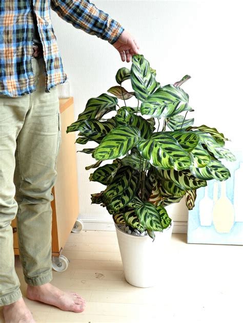 楽天市場カラテアマコヤナ 白色 セラアート鉢 8号 美しい葉の植物 ゴシキヤバネショウ マコヤーナ カラーリーフ 敬老の日 ポイント