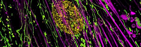 AX AX R With NSPARC AX AX R With NSPARC Confocal And Multiphoton Microscopes