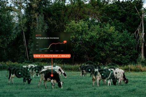 Ai Cow Disease Detection Our Algorithm Dacdigital