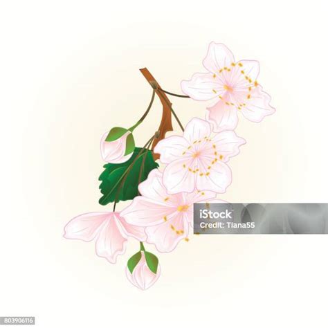 지점 꽃 야생 벚꽃 자연 배경 빈티지 벡터 편집 가능한 손 그림 그리기 0명에 대한 스톡 벡터 아트 및 기타 이미지 0명