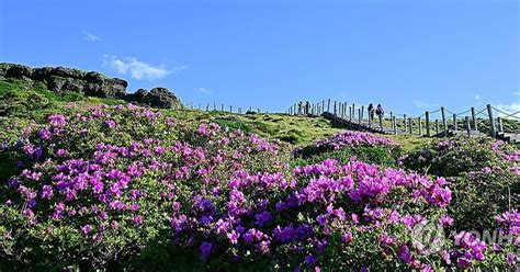 철쭉 만개한 한라산 선작지왓