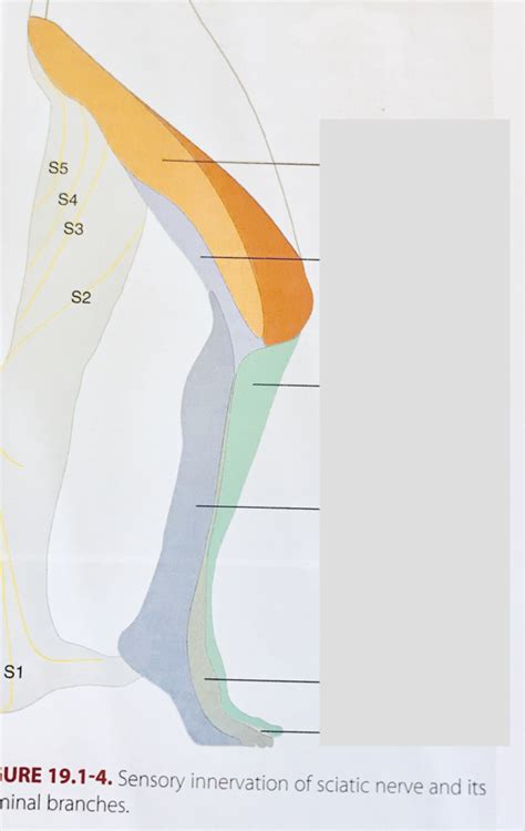 Sciatic Sensory Diagram Quizlet Sciatic Sensory Diagram Quizlet