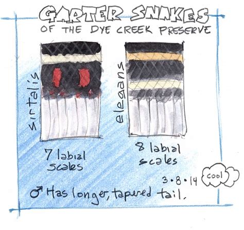How To Draw Scales John Muir Laws