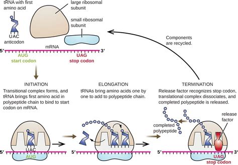 Dna Translation Phases Teachmephysiology