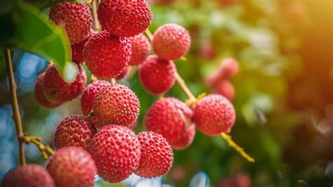 野菜別の効能 やさい薬膳
