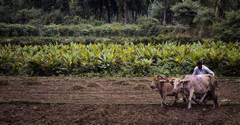 Budget 2023 Govt To Launch Accelerator Fund To Boost Agritech Startups