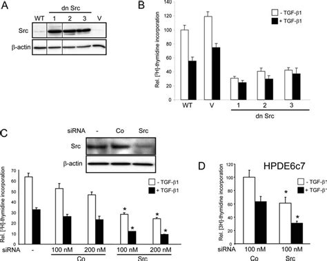 Specific Inhibition Of C Src Suppresses Basal Proliferation And