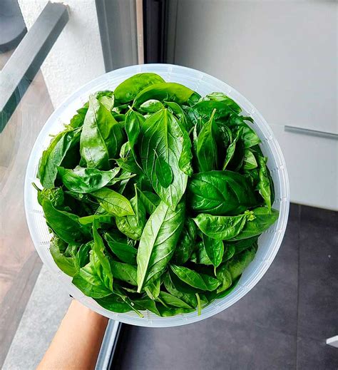 Cómo congelar albahaca para disfrutar de ella durante el invierno