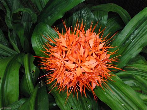 Brownea Macrophylla By Enveena On Deviantart