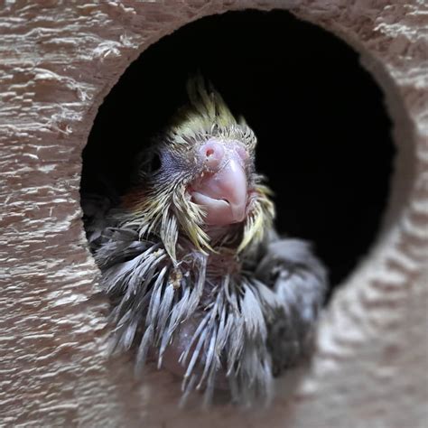 Olive Has Big Plans For This Town Cockatiel
