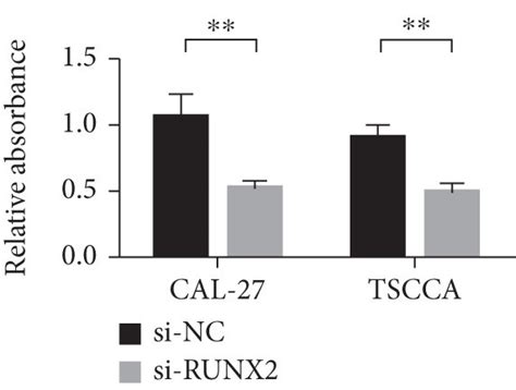 Runx2 Knockdown Inhibited Malignant Progression Of Bladder Cells A