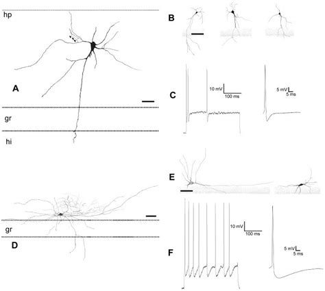A B Drawings Of Inverted Pyramidal Neurons The Neuron In A Is That