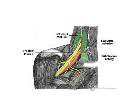 Brachial Plexus Upper Limb Innervation Pptx
