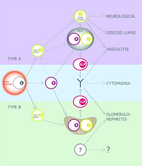 11 A Proposed Model Of Sle This Thesis Proposes That B And T Cells