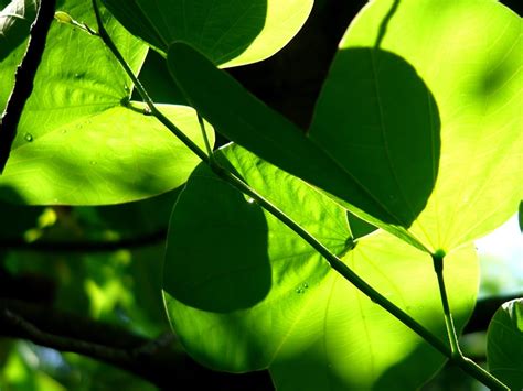 Green Leaf Plants Hd Wallpaper Wallpaper Flare