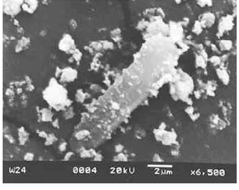 Sem Photomicrograph Of Bacteria Download Scientific Diagram