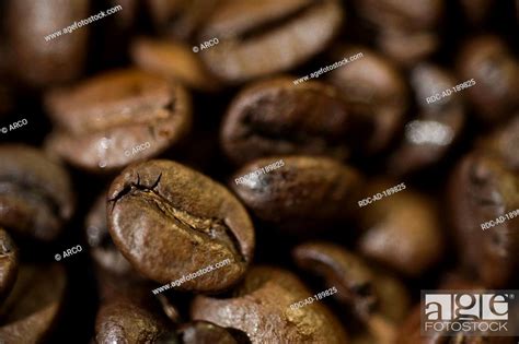 Coffee Beans Roasted Coffea Spec Stock Photo Picture And Rights
