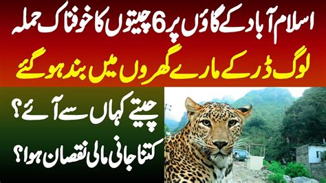 Islamabad Ke Village Me 6 Cheetahs Ka Hamla Log Dar K Mare Gharon Me