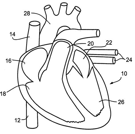 Cardiovascular System Coloring Pages At GetColorings Free