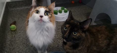 Las Listas De Espera Para Gatos Se Disparan A Medida Que Comienza La