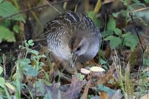Sora And Grasshopper Sparrow At Turtle Pond Urban Hawks
