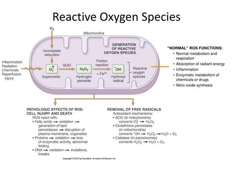 Nitric Oxide Synthesis Reactive Oxygen Species At Quentin Whitney Blog