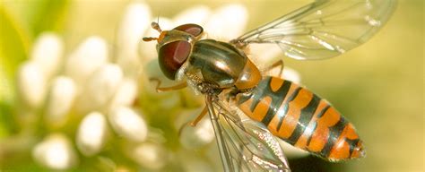 The Pherobase Database Of Pheromones And Semiochemicals