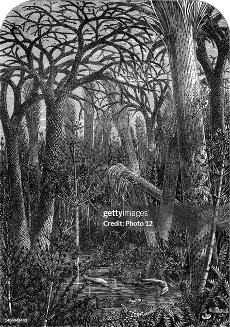 Artists Reconstruction Of A Forest During The Carboniferous Period News Photo Getty Images