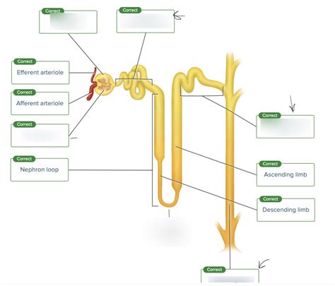 A P Lab Ii Labelling Nephron Diagram Quizlet