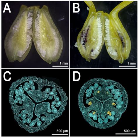 The Biochemical And Genetic Basis For The Biosynthesis Of Bioactive