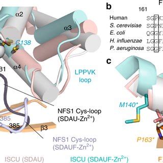 Proposed Mechanistic Features Of FXN Activation On NFS1 And ISCU