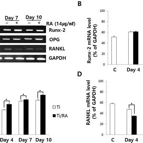 Effect Of Ra On Mrna Expression Of Runx 2 Opg And Rankl In Mc3t3 E1 Download Scientific