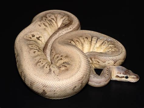 Silver Bullet Ball Python