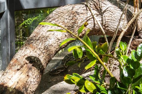 Revamping Our Python Habitat Brevard Zoo