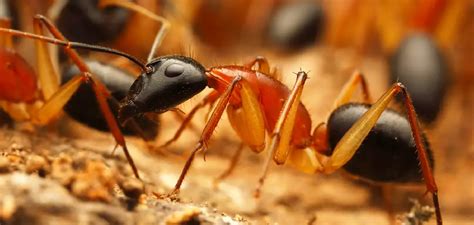 Sugar Ant Spiritual Meaning Symbolism And Totem 2025