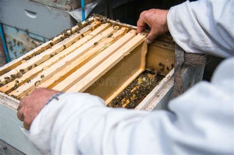 The Beekeeper Keeps A Frame With Honey Sealed With Wax Stock Image