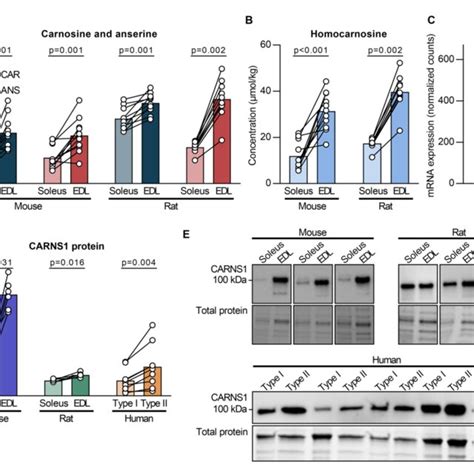 Species-and tissue-specific distribution of histidine-containing... | Download Scientific Diagram
