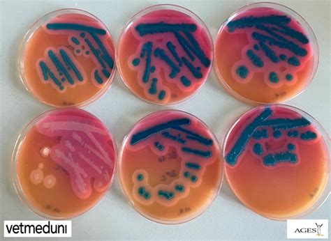 Nachweis Von Bacillus Thuringiensis Basierten Insektiziden Entlang Der